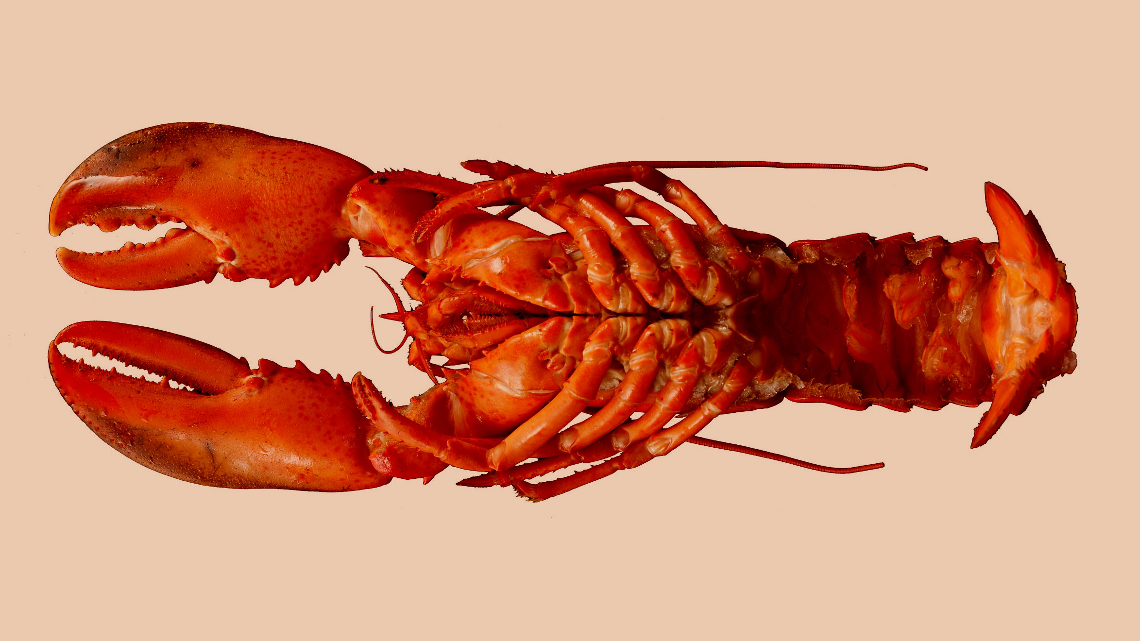 How was Rock Lobster made?