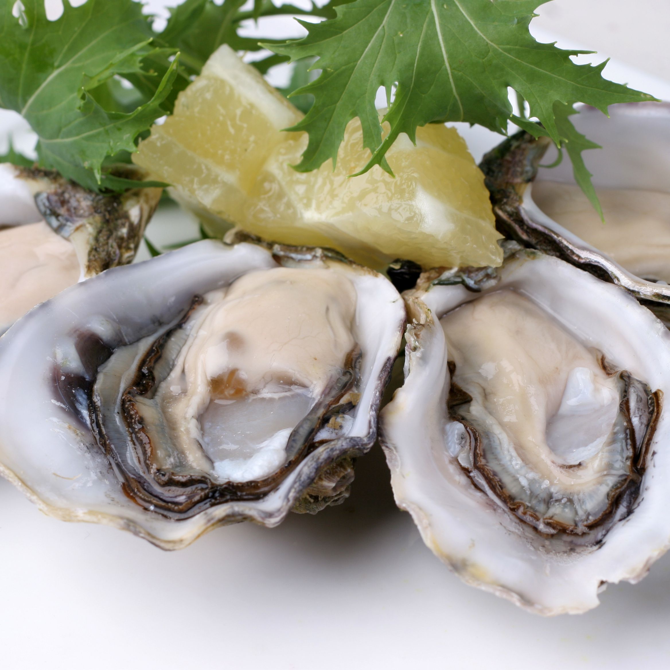 How would you describe a good oyster?