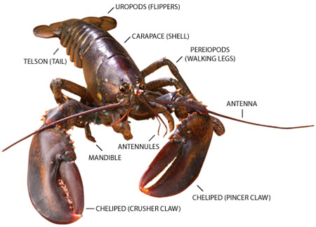 How would you describe a lobster?