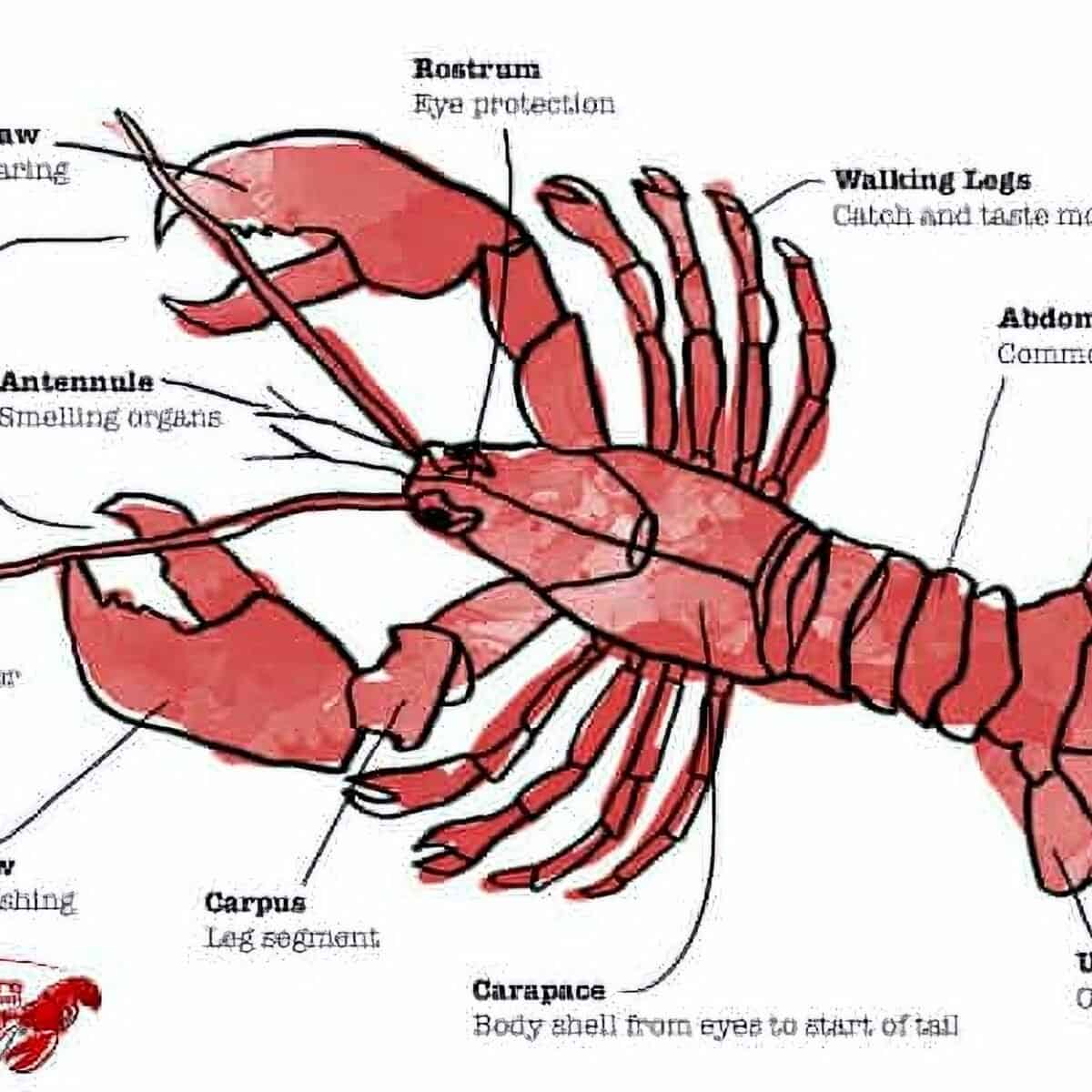 How would you describe the smell of a lobster?