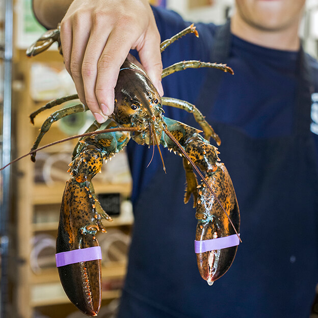 Is a 1.5 lb lobster big?