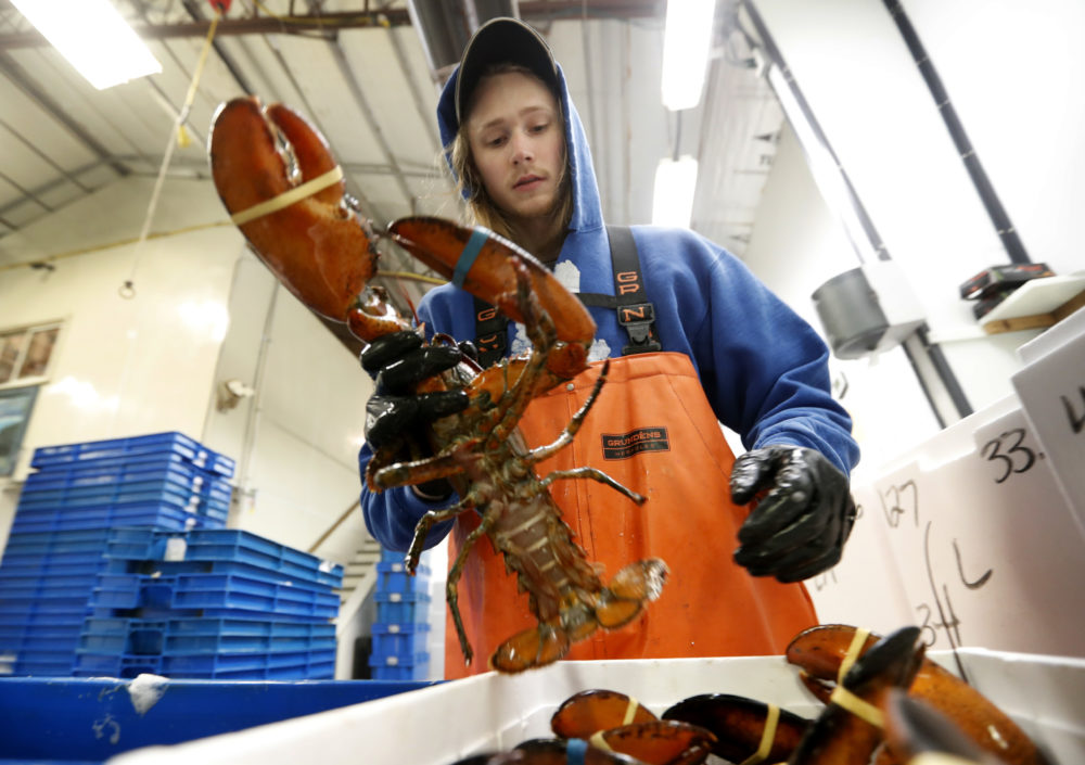 Is a 3 pound lobster big?