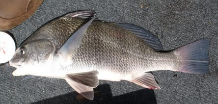 Is a black drum a good eating fish?