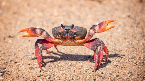 Is a crab a fish or not?