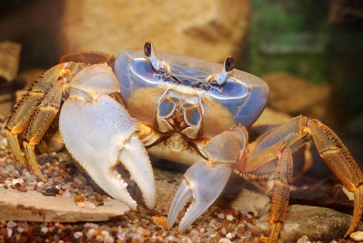 Is a crab an invertebrates?
