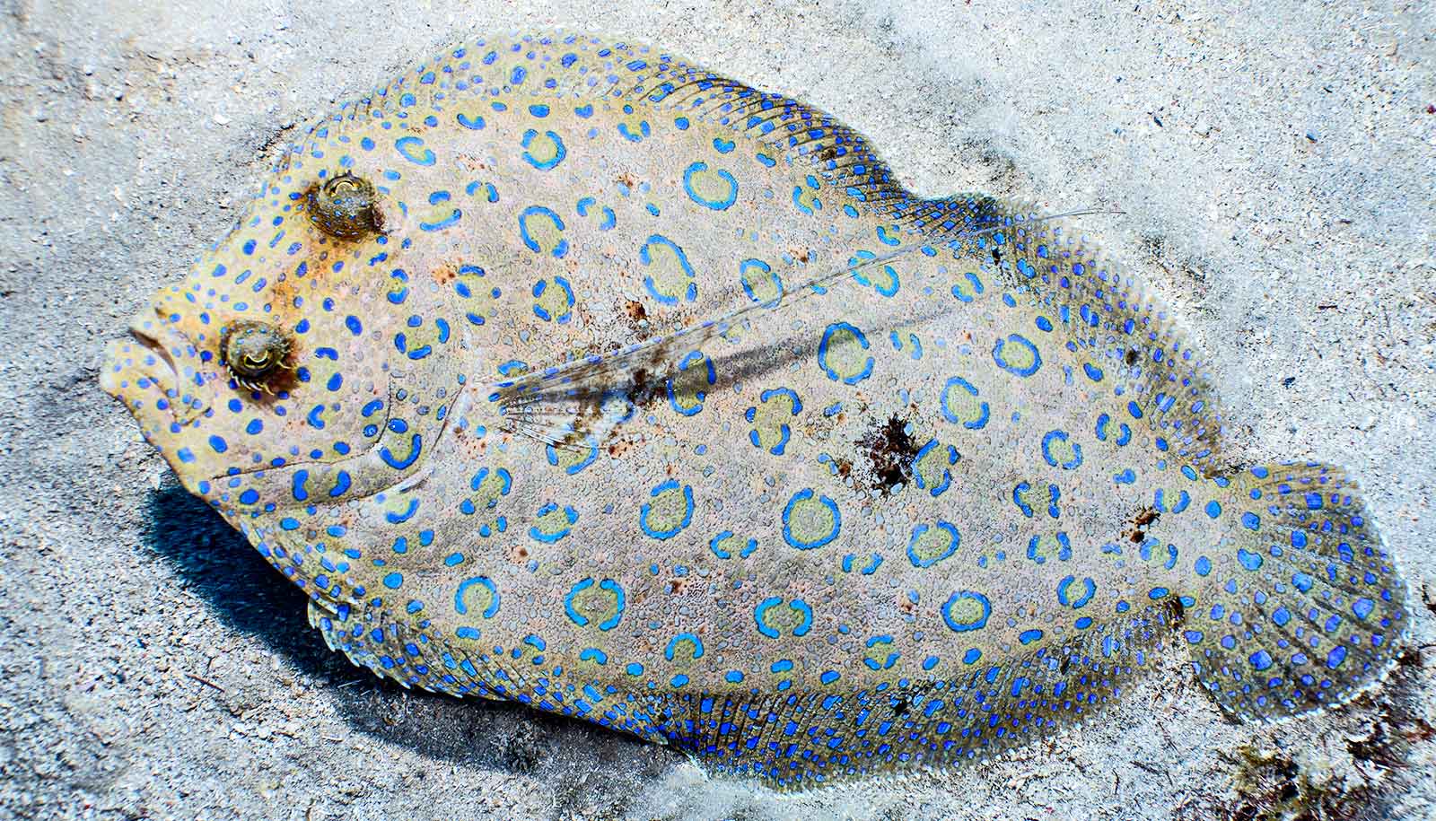 Is a flat fish with both eyes on one side of its head?