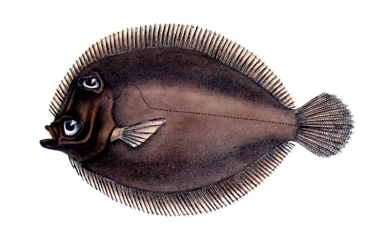 Is a flounder a fish?