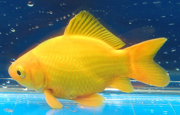 Is a goldfish yellow or orange?