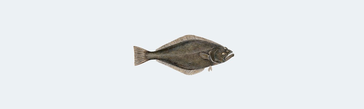 Is a Greenland halibut a carnivore?