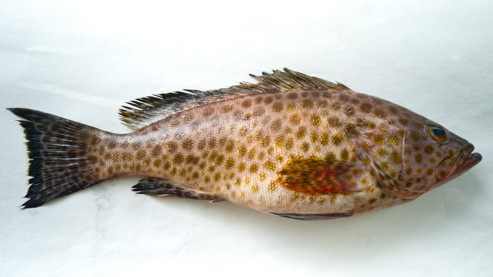 Is a grouper a good eating fish?