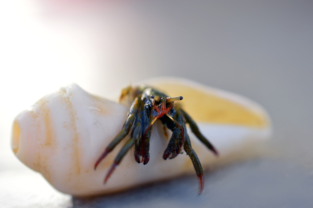 Is a hermit crab a good starter pet?