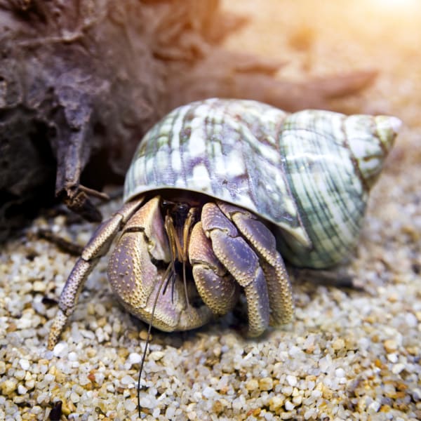 Is a hermit crab an odd pet?