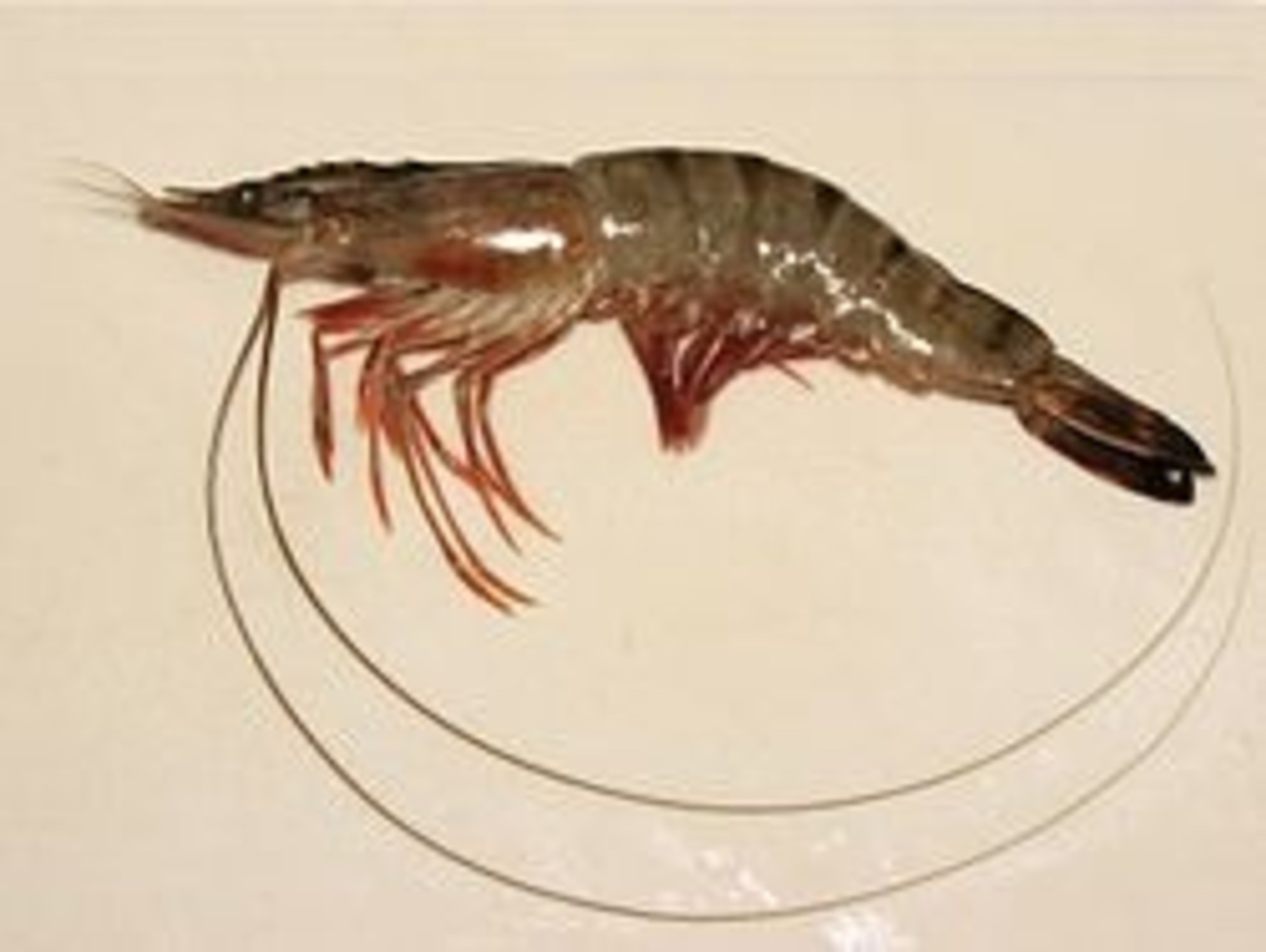 Is a langostino shrimp or lobster?