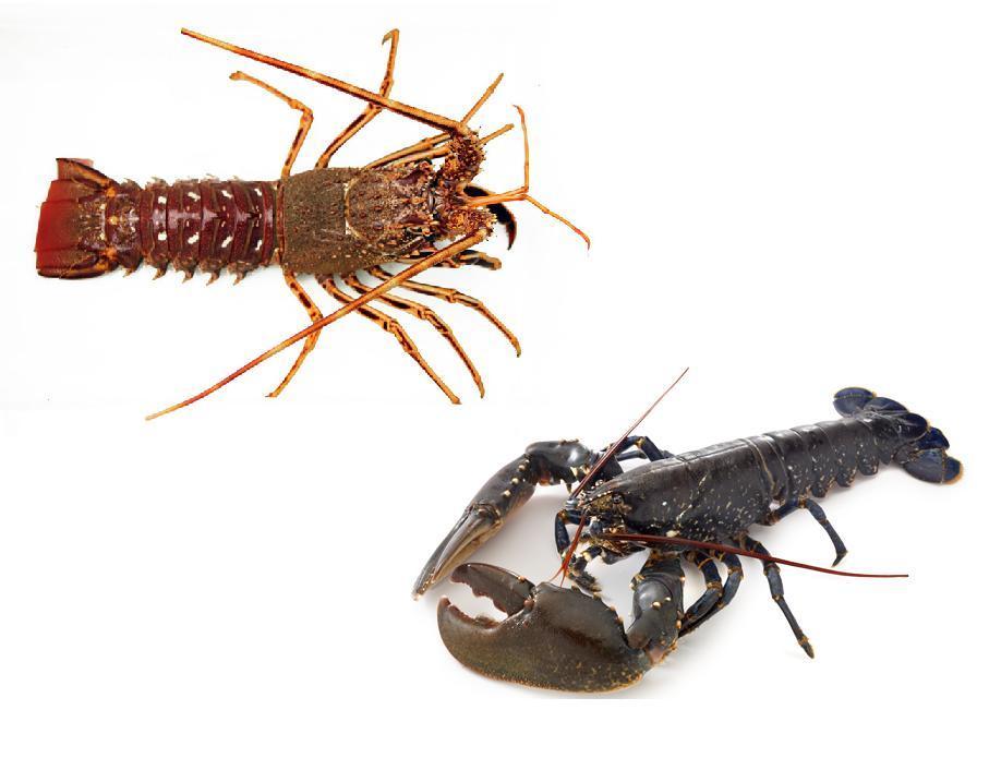 Is a lobster and a crayfish the same thing?