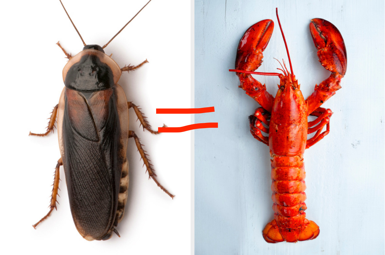 Is a lobster the same as a roach?