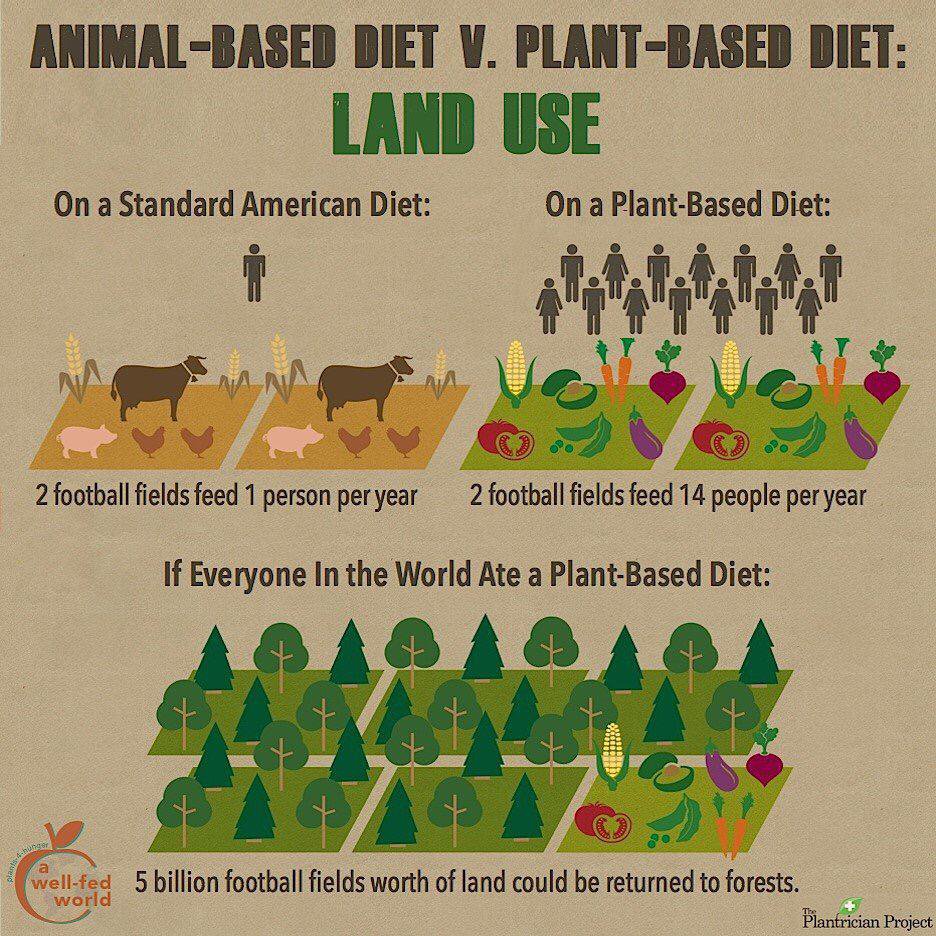 Is a meat based diet better than a plant-based diet?
