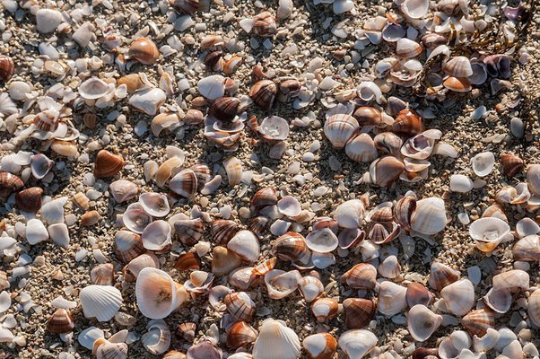 Is a seashell a mineral a rock or neither?