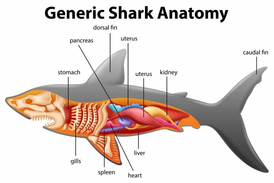 Is a shark made of bones?