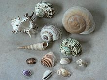 Is a shell an animal or plant?