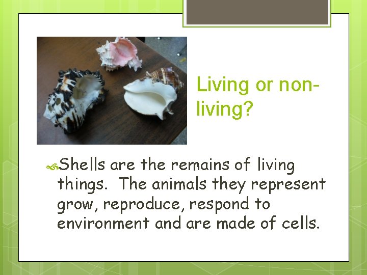 Is a shell non living or dead?