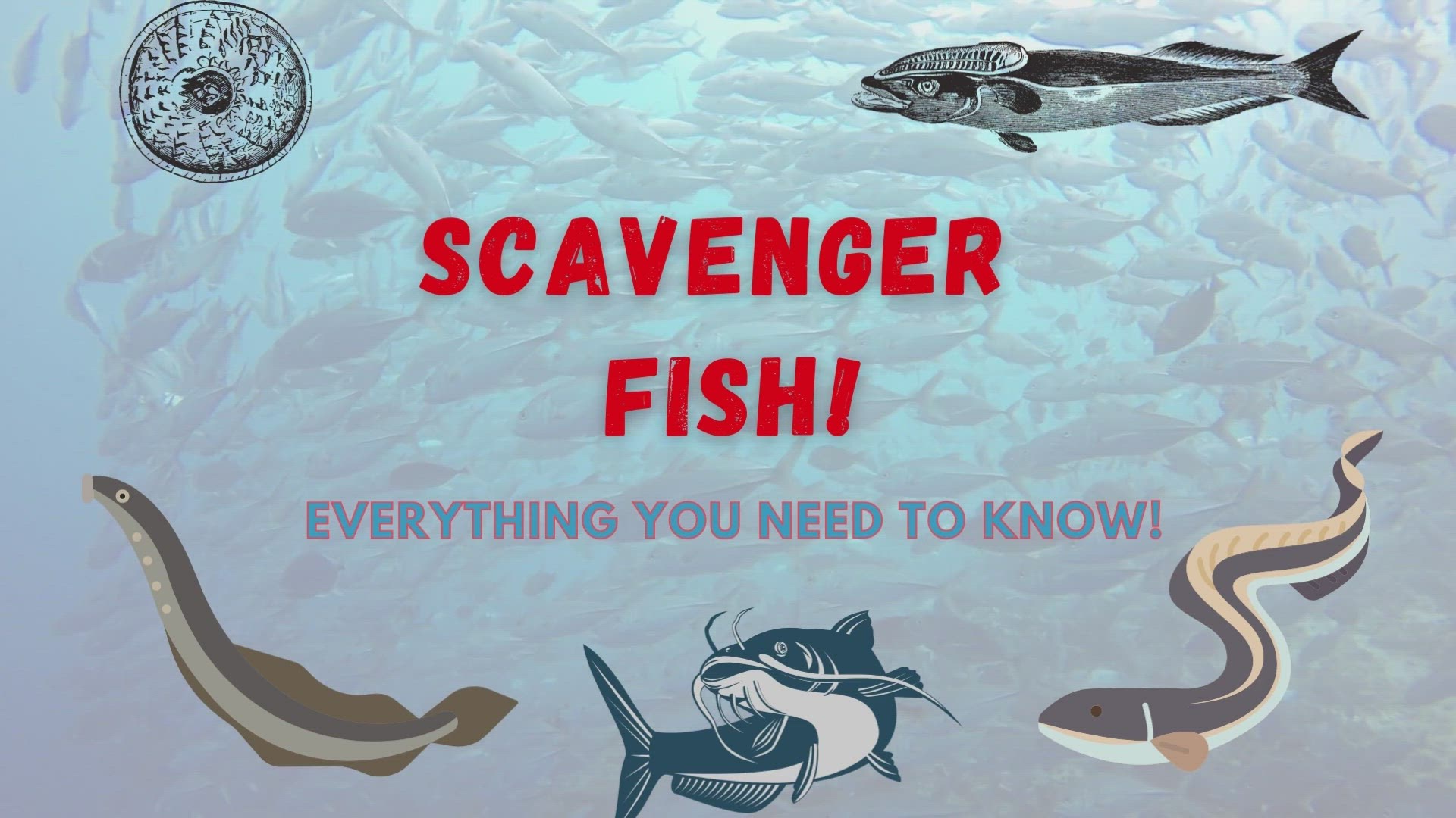 Is a shellfish a scavenger?