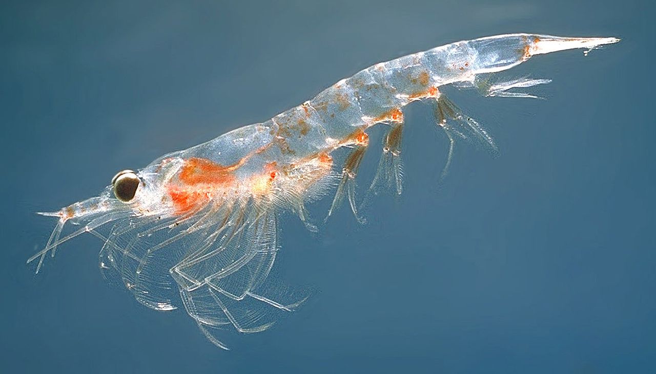 Is a shrimp a small crustacean?