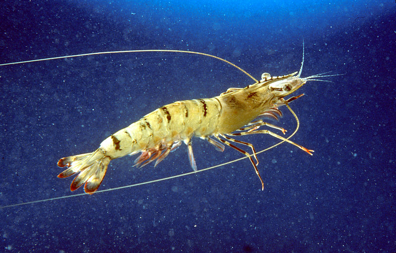 Is a tiger prawn from the sea or from freshwater?