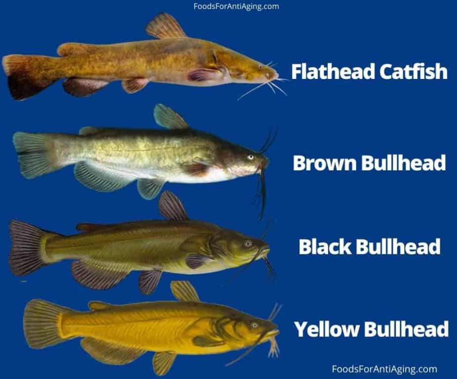 Is a yellow catfish the same as a flathead?