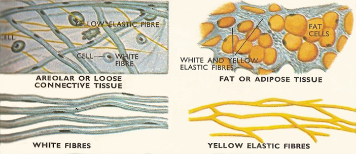 Is a yellow connective tissue?