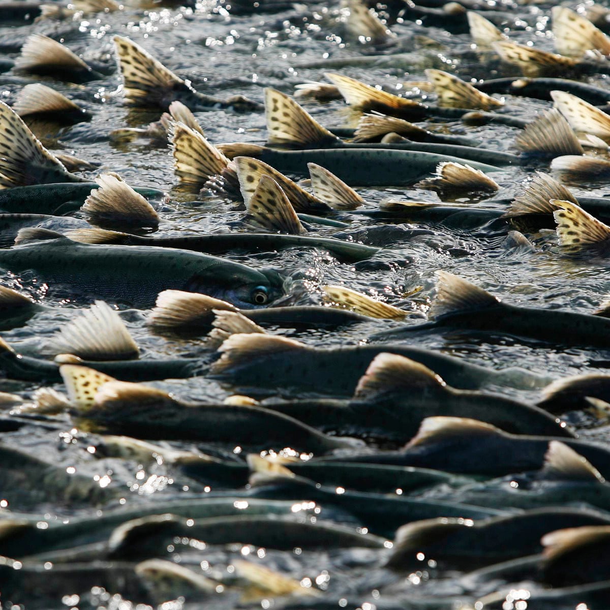 Is Alaska overfishing?