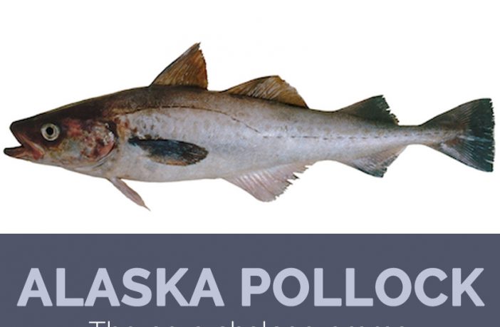 Is Alaska Pollock healthy?
