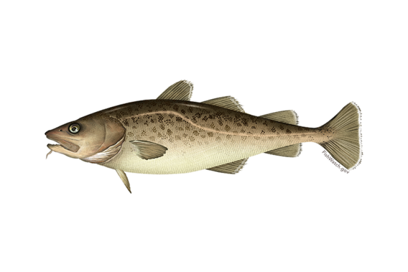 Is Alaskan cod overfished?