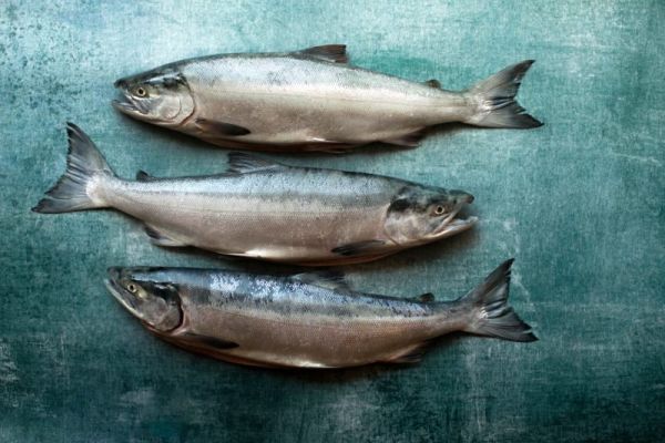Is Alaskan fish wild?