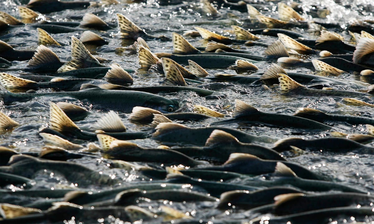 Is Alaskan salmon overfished?