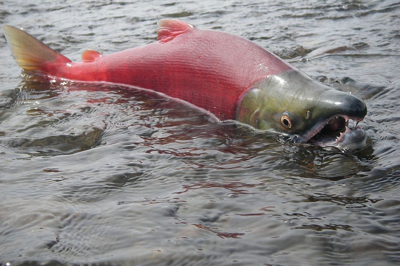 Is Alaskan salmon really from Alaska?