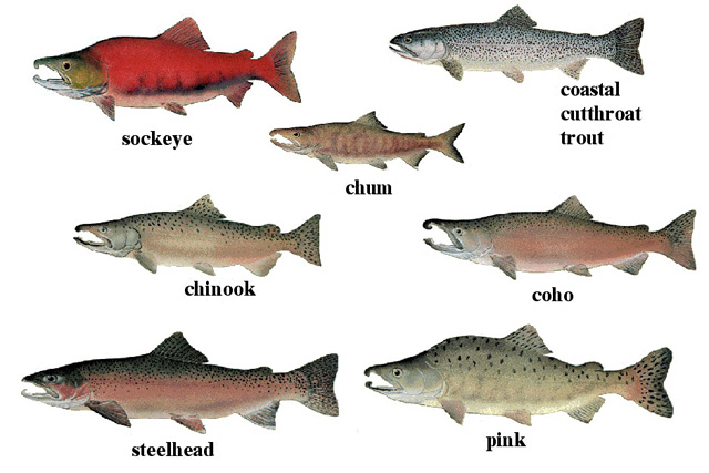 Is all Alaskan salmon wild?