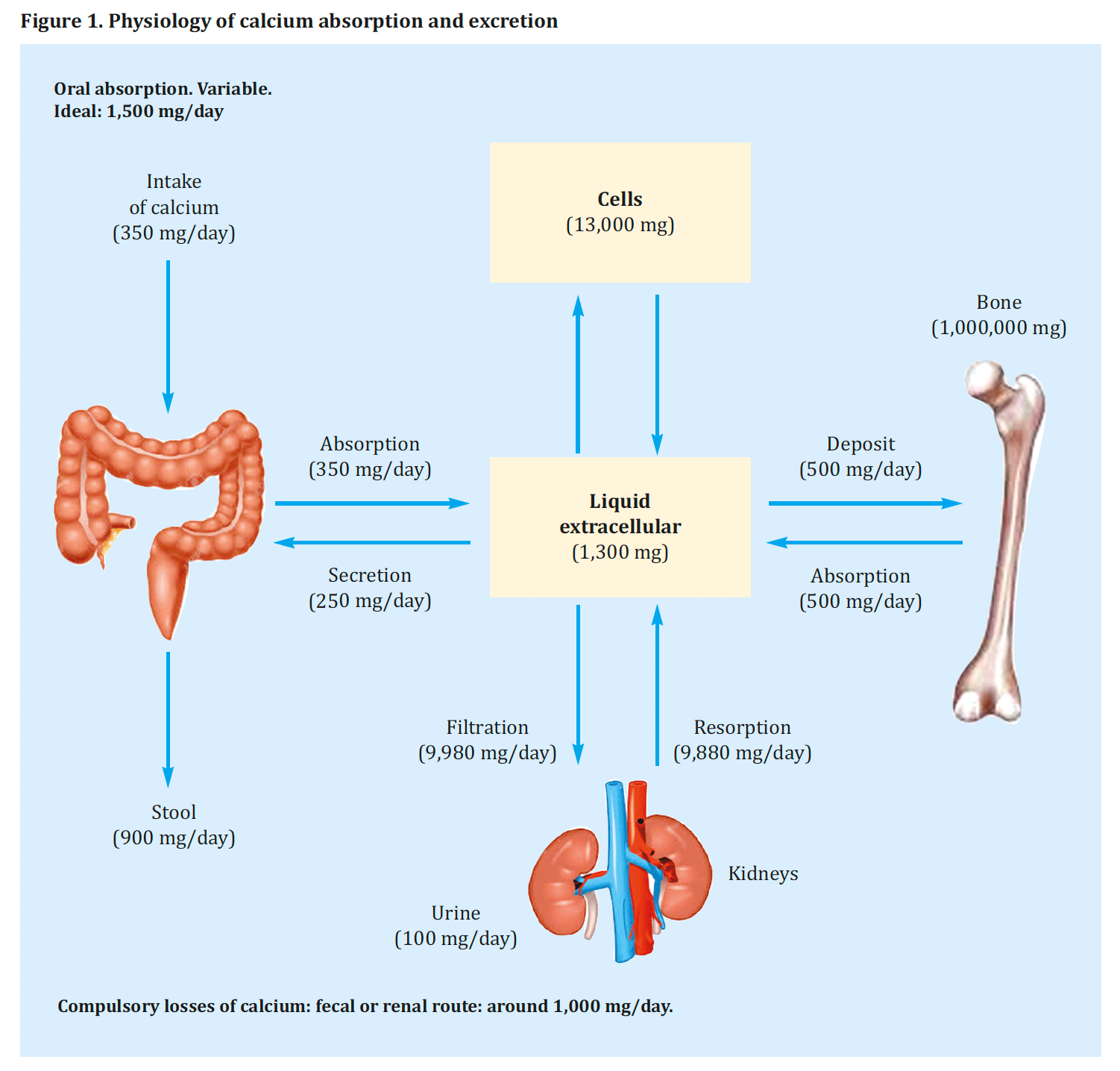 Is all calcium absorbed?