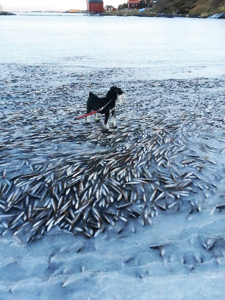 Is all fish frozen at sea?