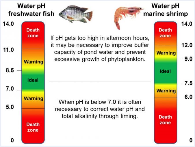 Is ammonia in acidic water harmful to shrimp?