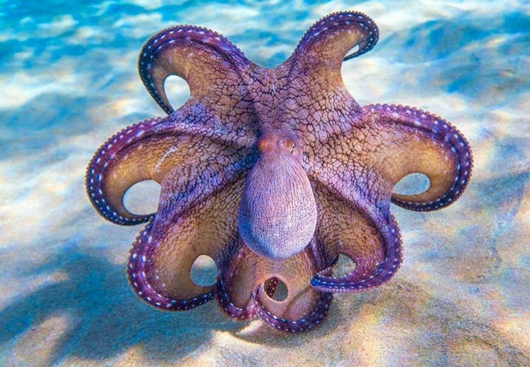 Is an octopus a fish?