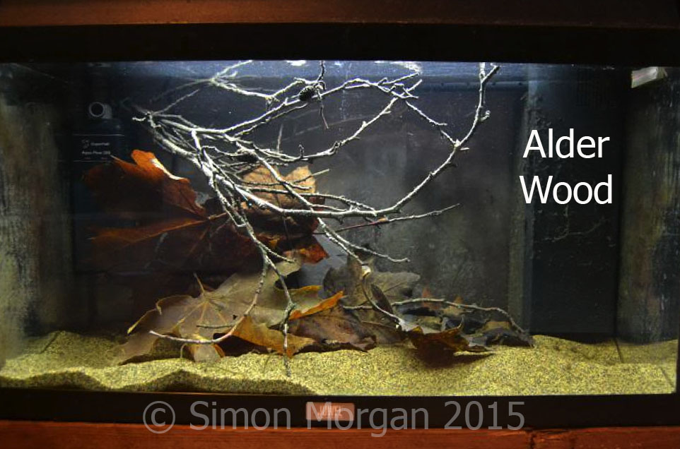 Is apple wood good for fish?