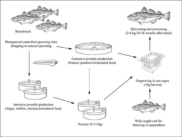 Is Atlantic cod farmed?