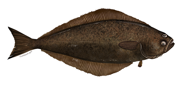 Is Atlantic halibut bad for You?
