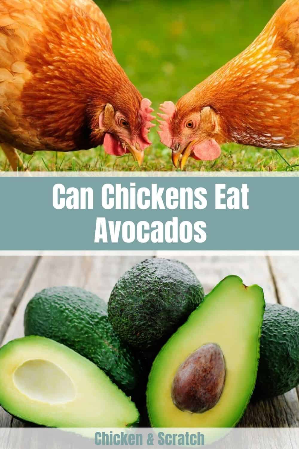 Is avocado oil toxic to chickens?