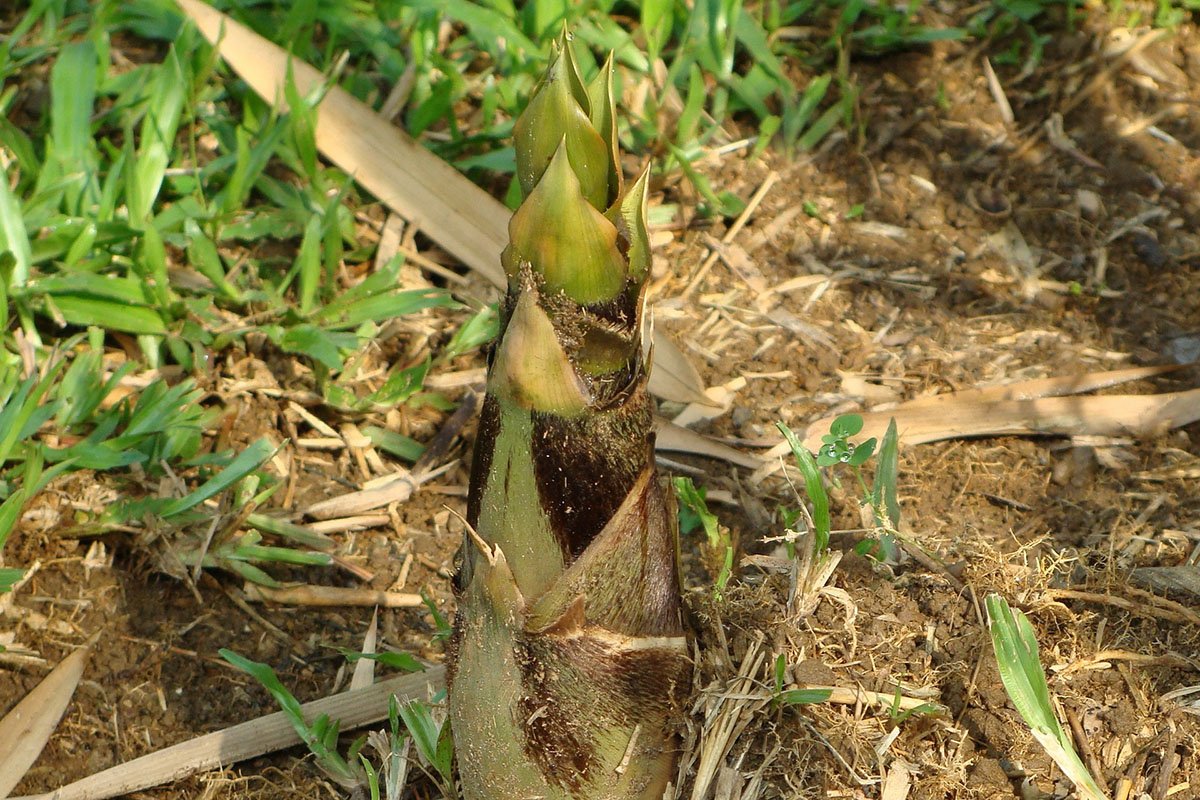 Is bamboo digestible by humans?