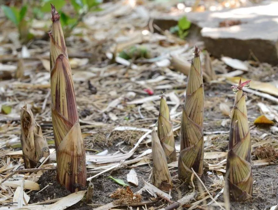 Is bamboo shoots poisonous?