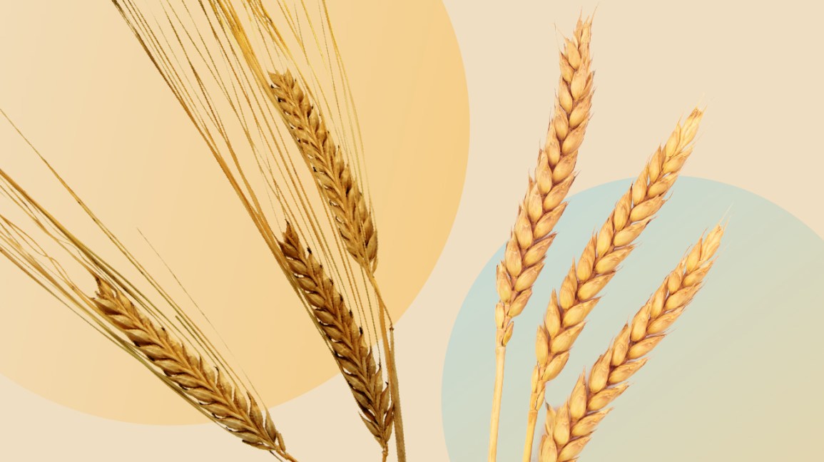 Is barley a type of wheat?