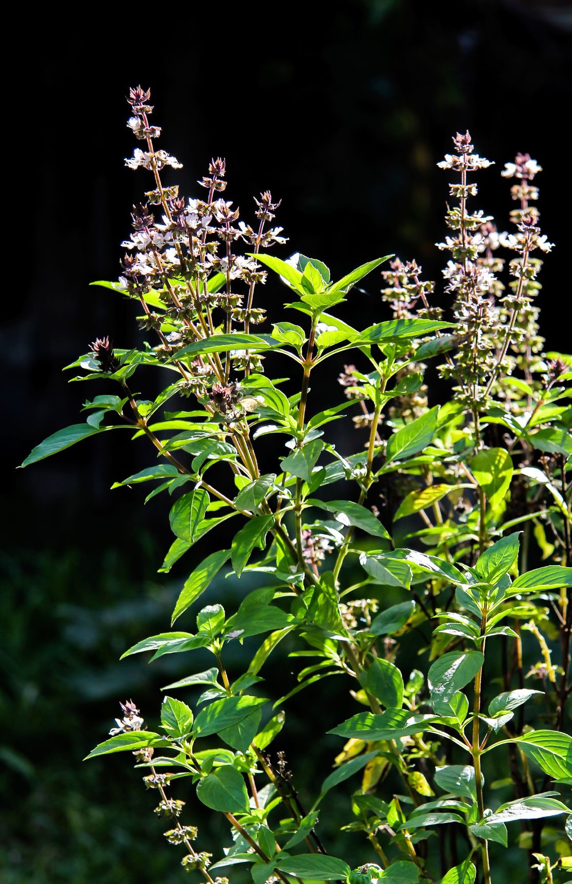 Is basil bitter or sweet?