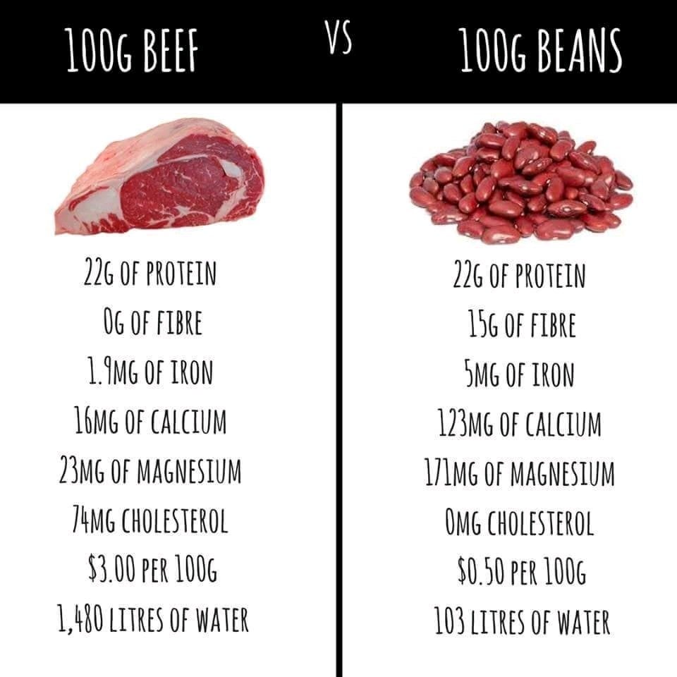 Is bean protein better than meat protein?