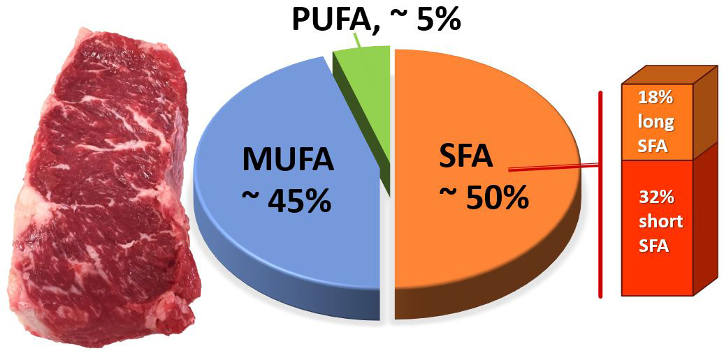 Is beef fat good for You?